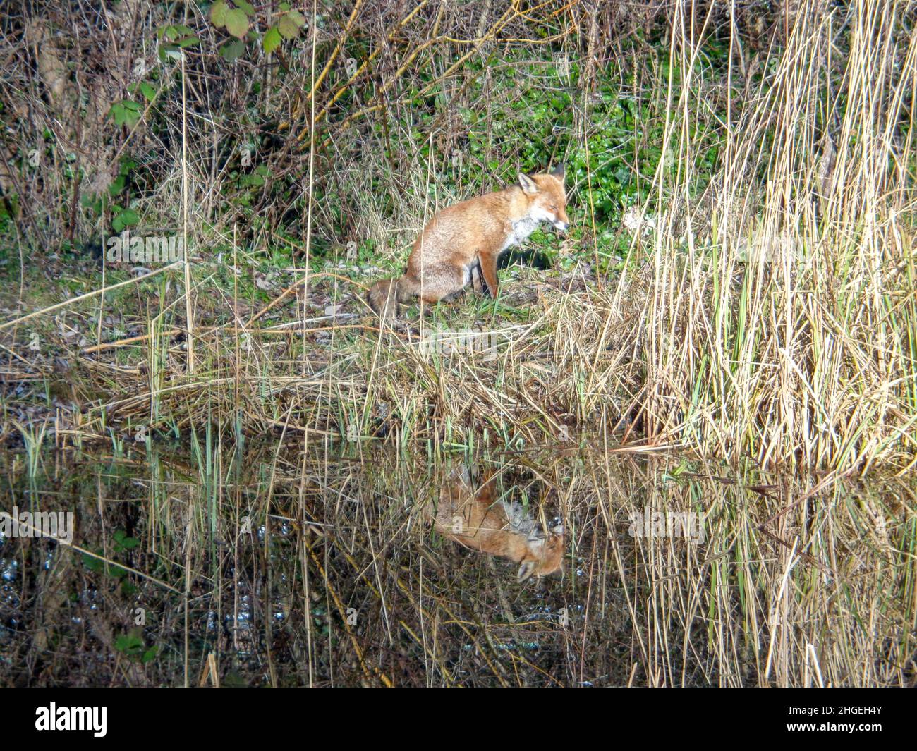 Red Fox in the nature reserve, near Carshalton Ponds, Hackbridge ...