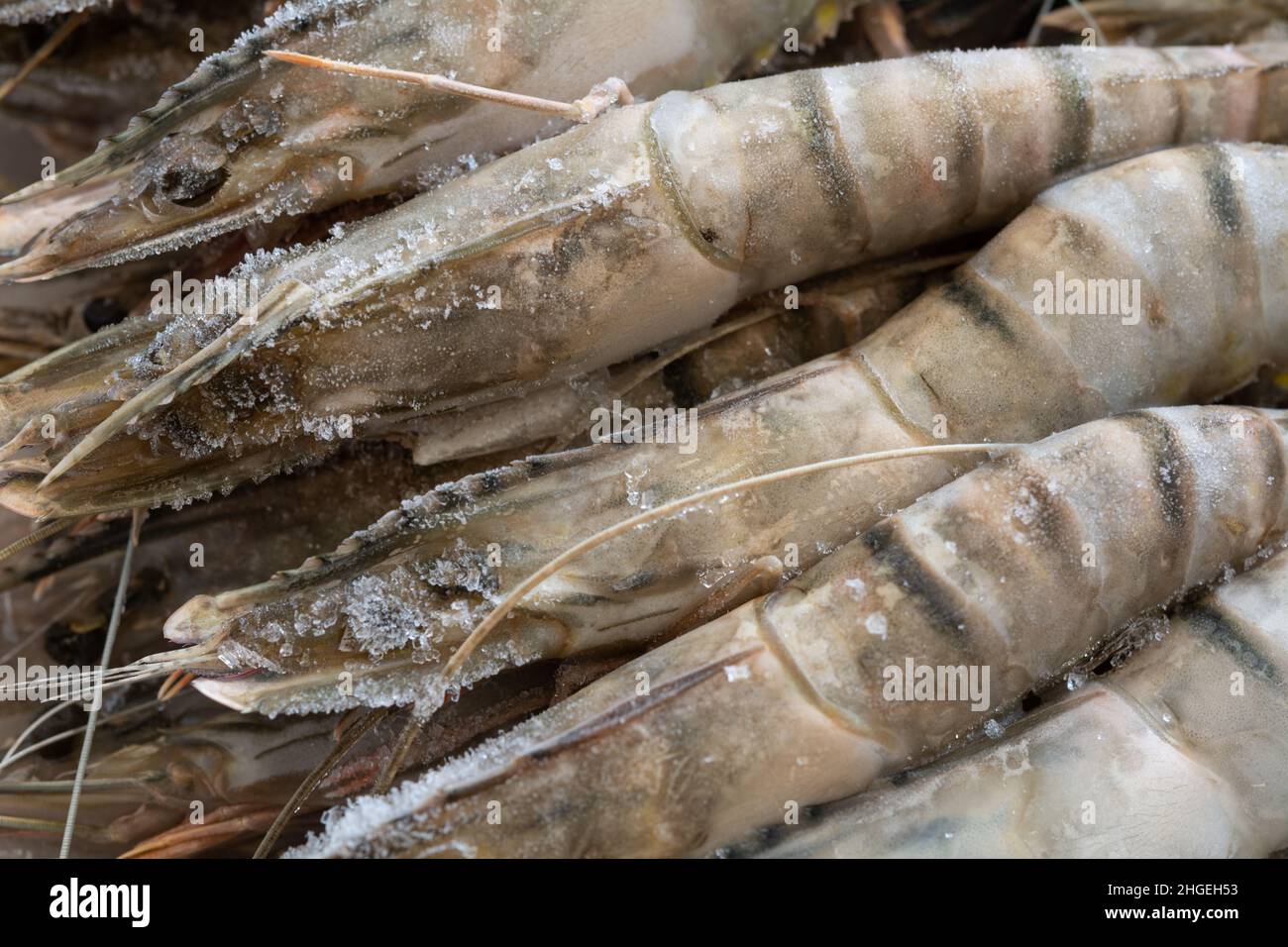 Tiger chrimp. Unpeeled frozen tiger prawns, close-up, selective focus ...