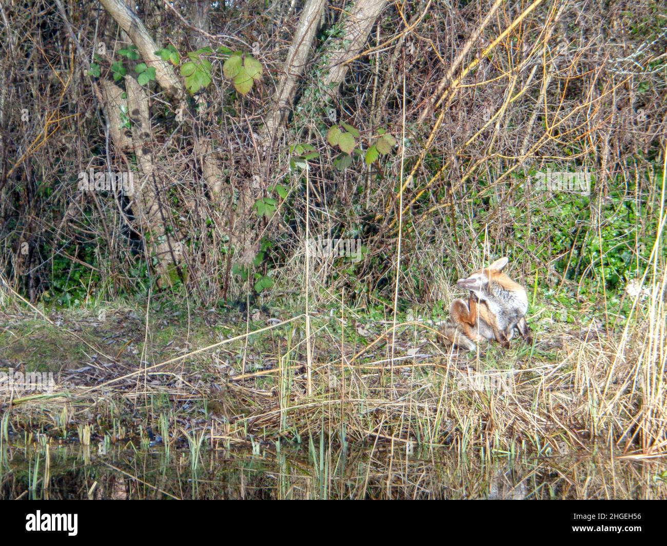 Red Fox in the nature reserve, near Carshalton Ponds, Hackbridge ...