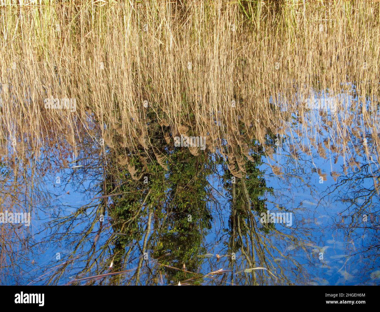 Nature reserve near Carshalton Ponds on the River Wandle in the ...