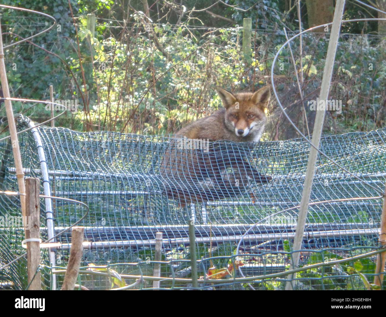 Red Fox in the nature reserve, near Carshalton Ponds, Hackbridge ...