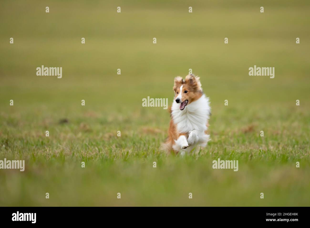 Shetland sheepdog running on meadow hi-res stock photography and images ...