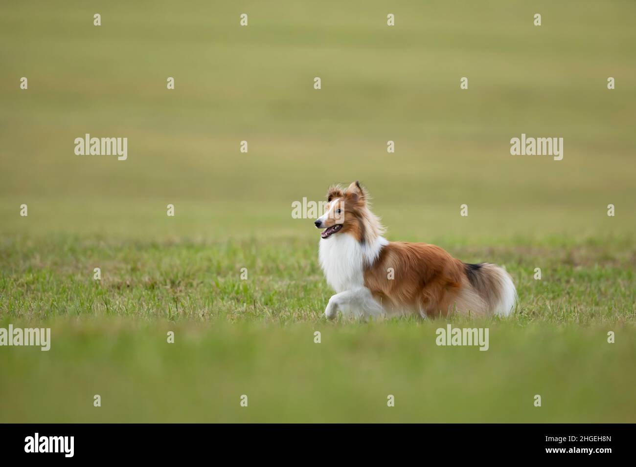 Shetland sheepdog(shelti) is running on the green meadow in summer day ...