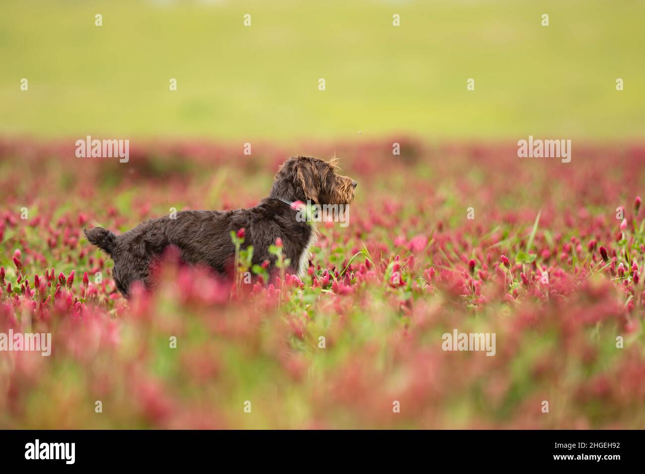 Rough-coated Bohemian Pointer is breed of versatile dog. Dog looking ...