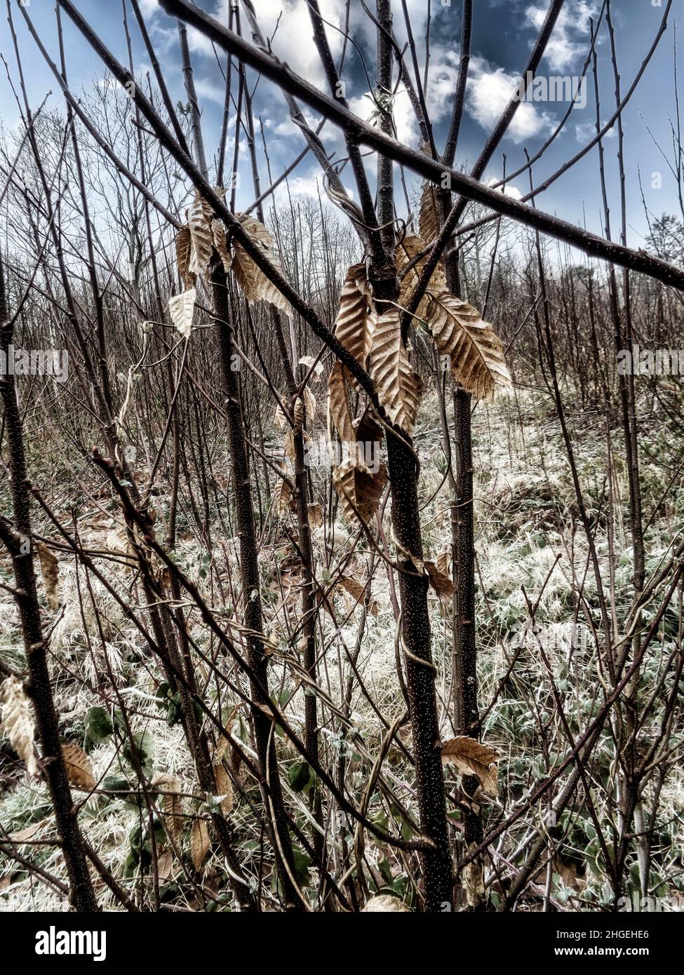 Patterns and textures in nature, intimate landscape of tree patterns ...