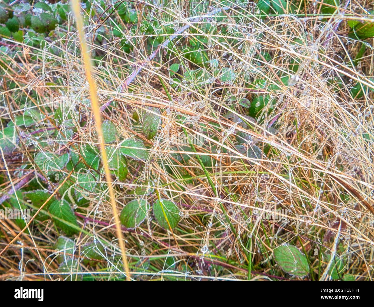 Choas, abstract patterns and textures in nature and the environment ...