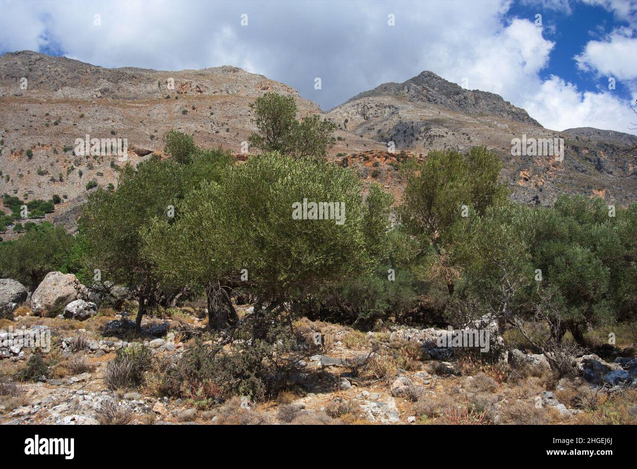 Olive trees on Crete in Greece,Europe Stock Photo - Alamy