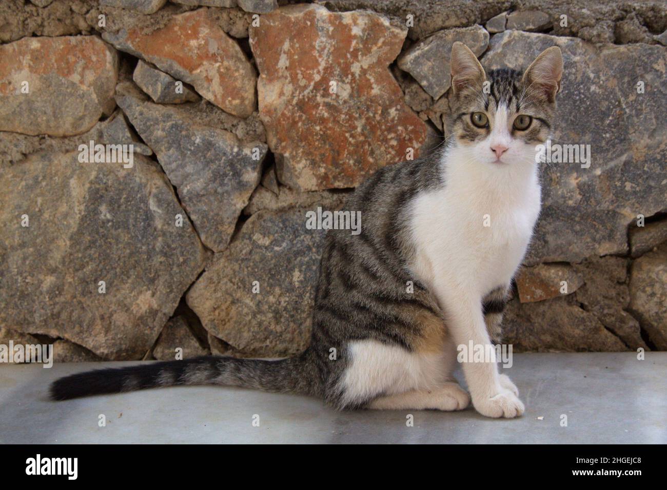 Cat in Crete in Greece,Europe Stock Photo - Alamy