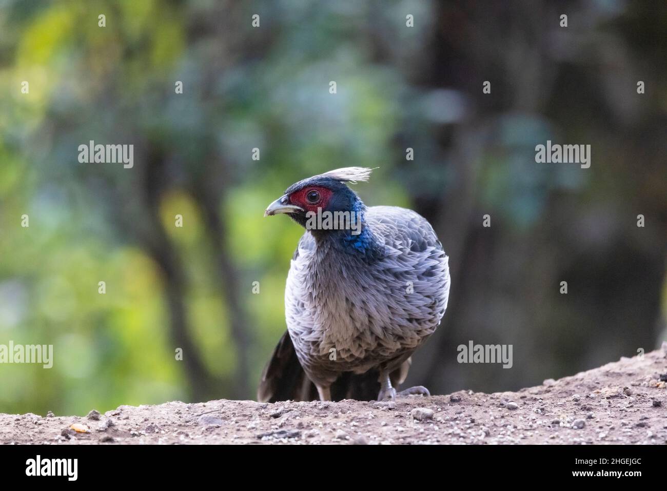 Kalij Pheasant, Lophura leucomelanos, male, Uttarakhand, India Stock ...