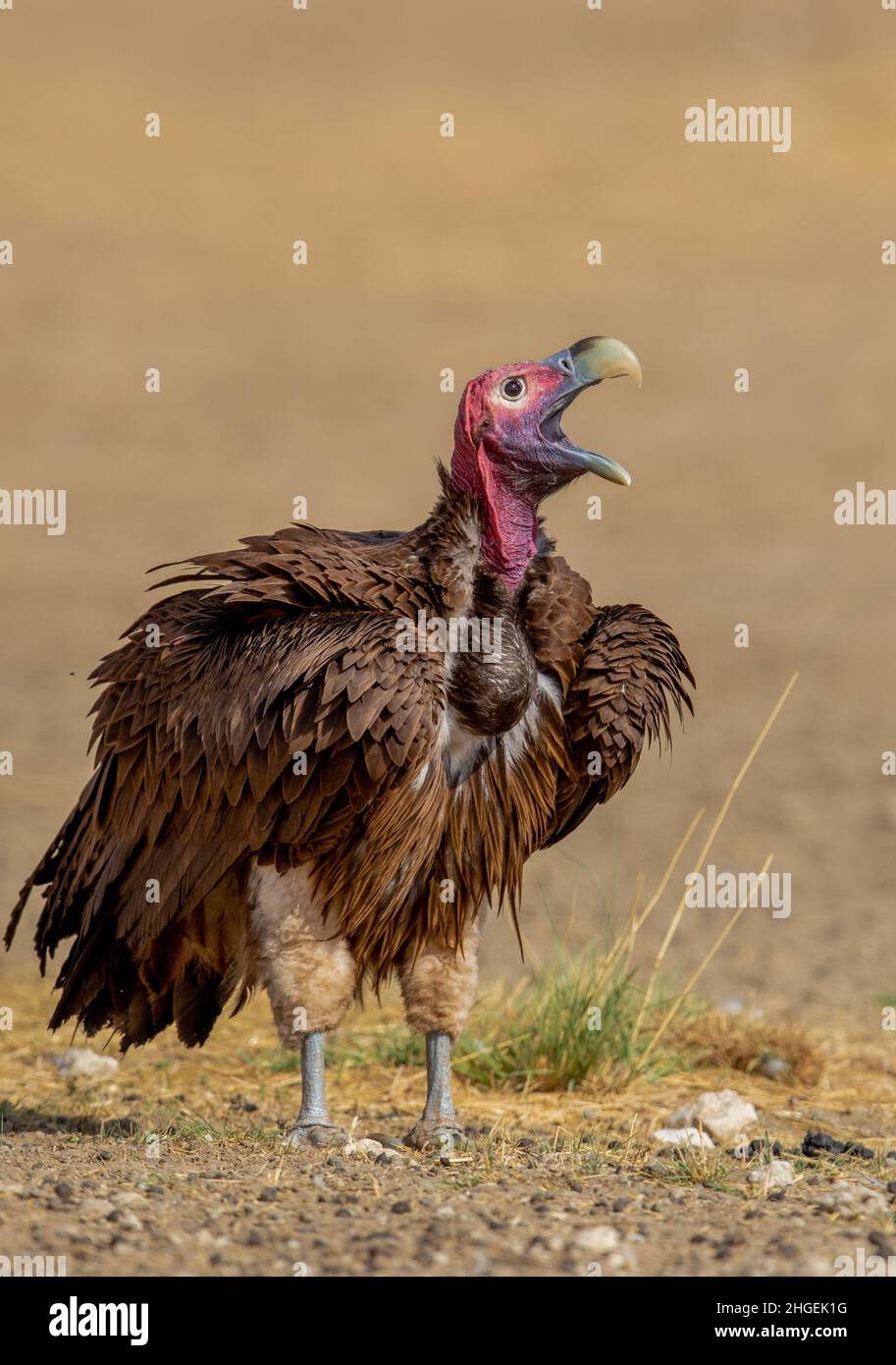 Lappet Faced Vulture in the Kgalagadi Stock Photo - Alamy