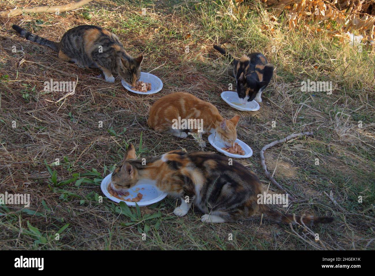 Feeding of straying cats on Crete in Greece,Europe Stock Photo - Alamy
