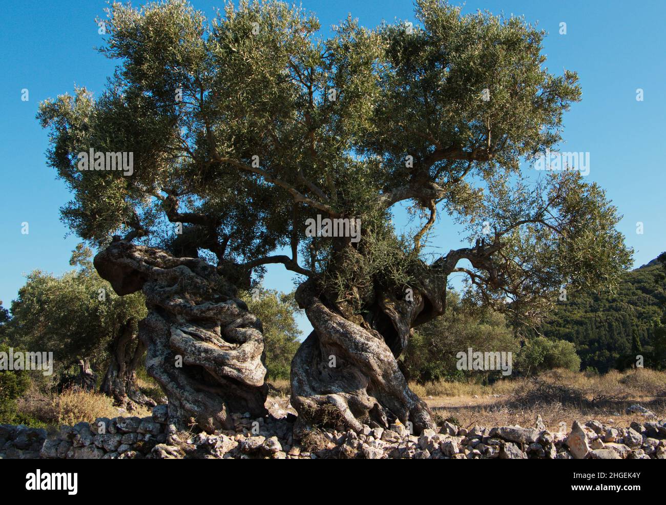 Olive tree on Zakynthos in Greece,Europe Stock Photo - Alamy