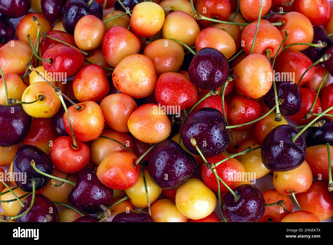 Red sweet cherry and yellow rainier cherries background Stock Photo - Alamy