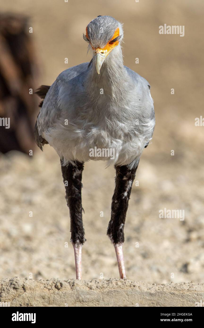 Secretary with legs hi-res stock photography and images - Alamy