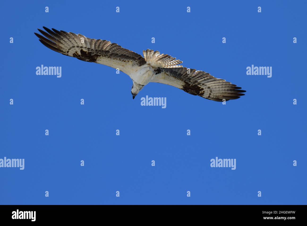 Western osprey (Pandion haliaetus) also called sea hawk, river hawk ...