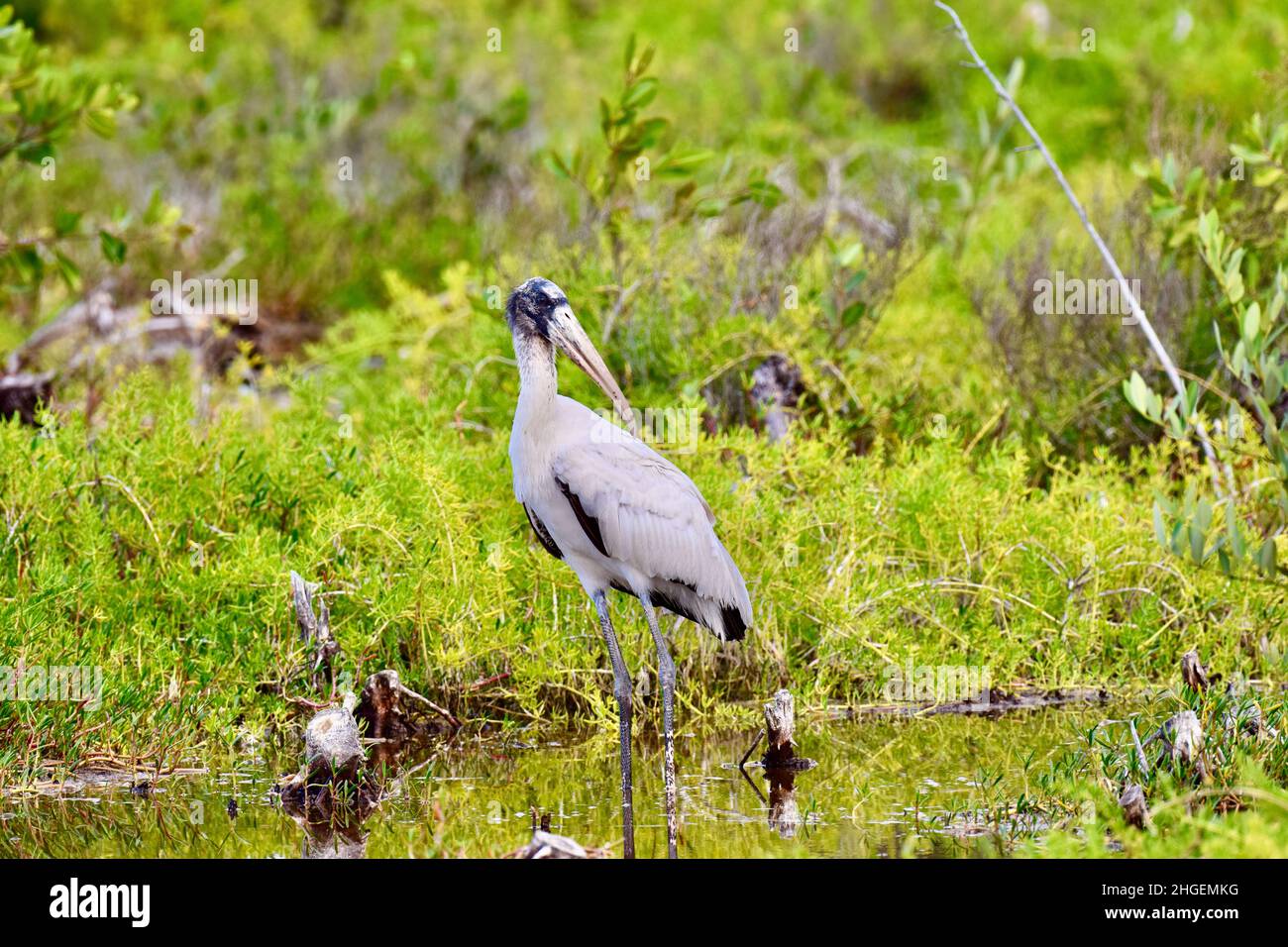 A lone Wood stork (Mycteria americana) wading in the grasses in San ...