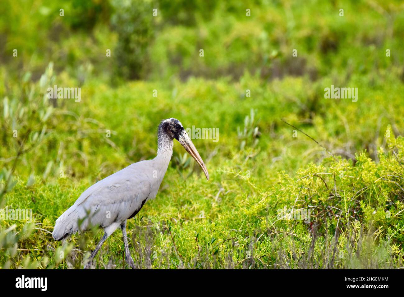 A lone Wood stork (Mycteria americana) wading in the grasses in San ...