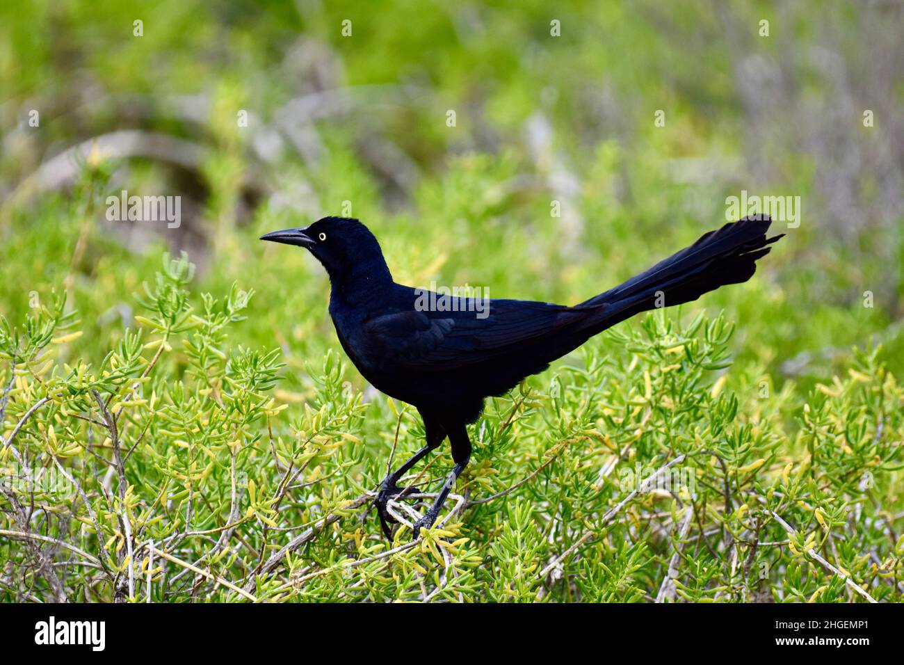 Lone male Great-tailed grackle aka Mexican grackle (Quiscalus mexicanus ...