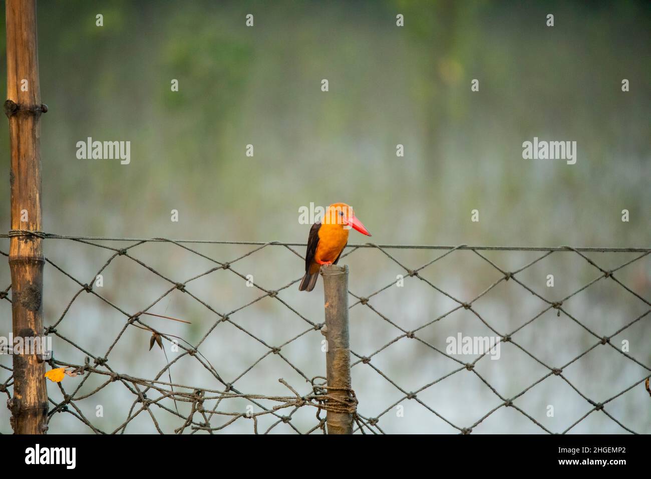 Ruddy Kingfisher, Halcyon coromanda, West Bengal, India Stock Photo - Alamy