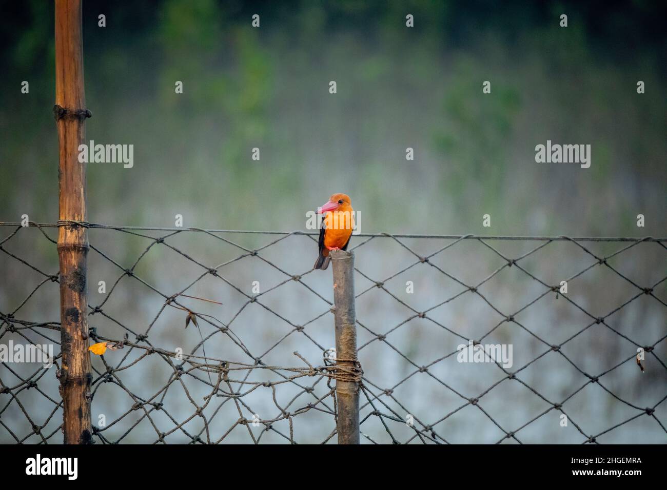 Ruddy Kingfisher, Halcyon coromanda, West Bengal, India Stock Photo - Alamy
