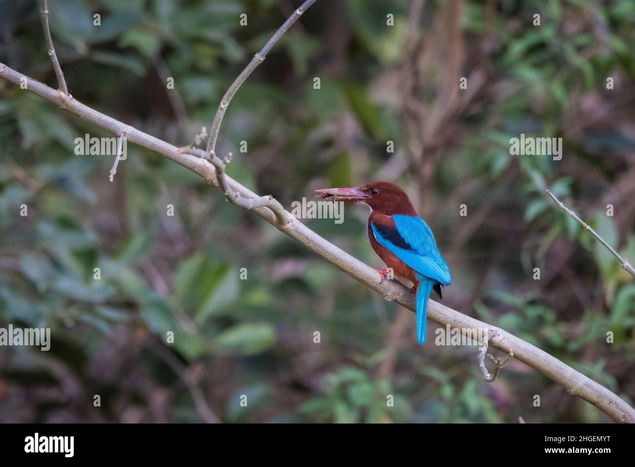 White Throated Kingfisher, Halcyon smyrnensis, Uttarakhand, India Stock ...