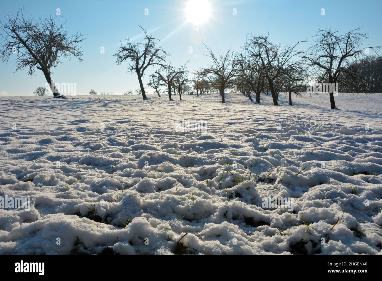 Trees at sunrise in winter with snow ,sun and blue sky Stock Photo - Alamy