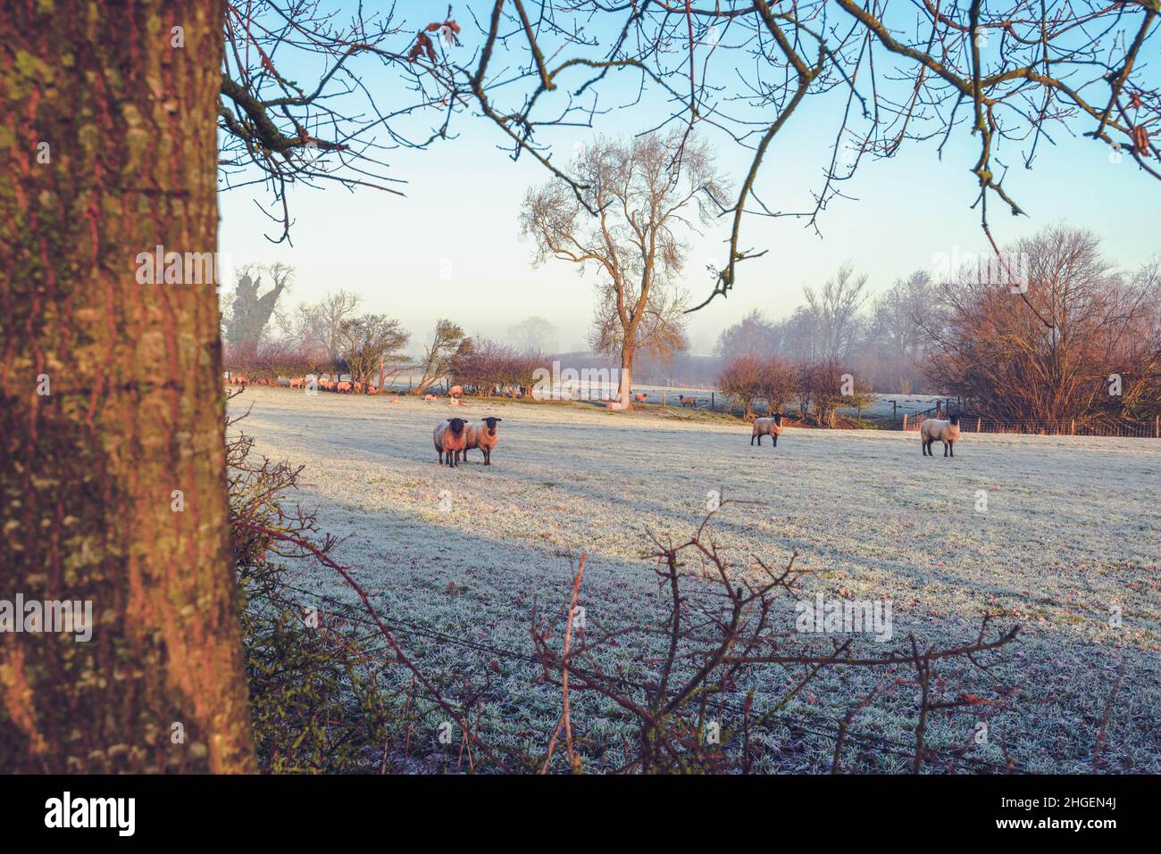 Sheep in winter in rural United Kingdom Stock Photo - Alamy