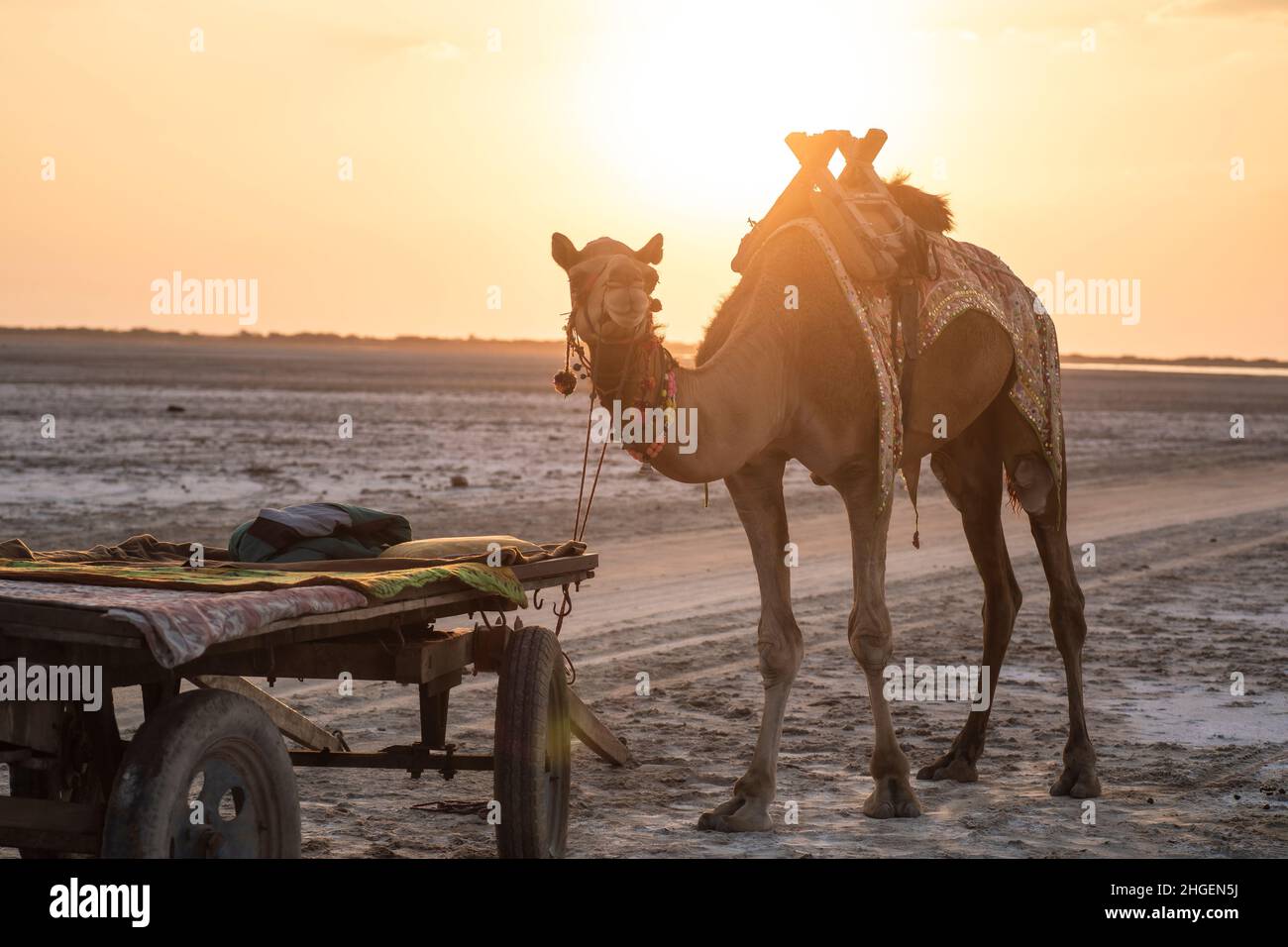 Rann of kutch camel hi-res stock photography and images - Alamy