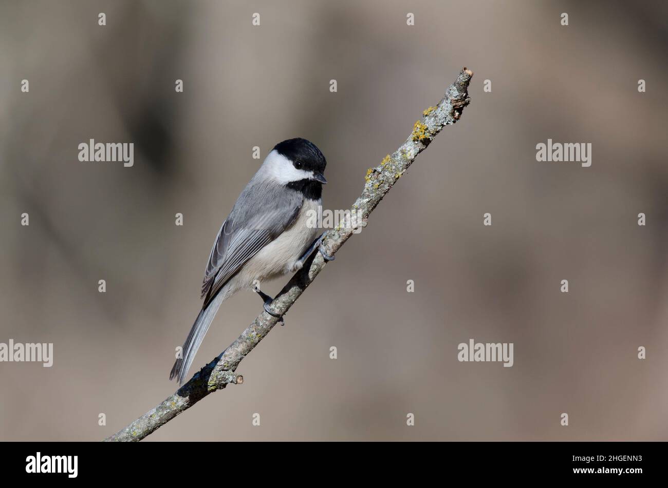 Poecile carolinensis hi-res stock photography and images - Alamy