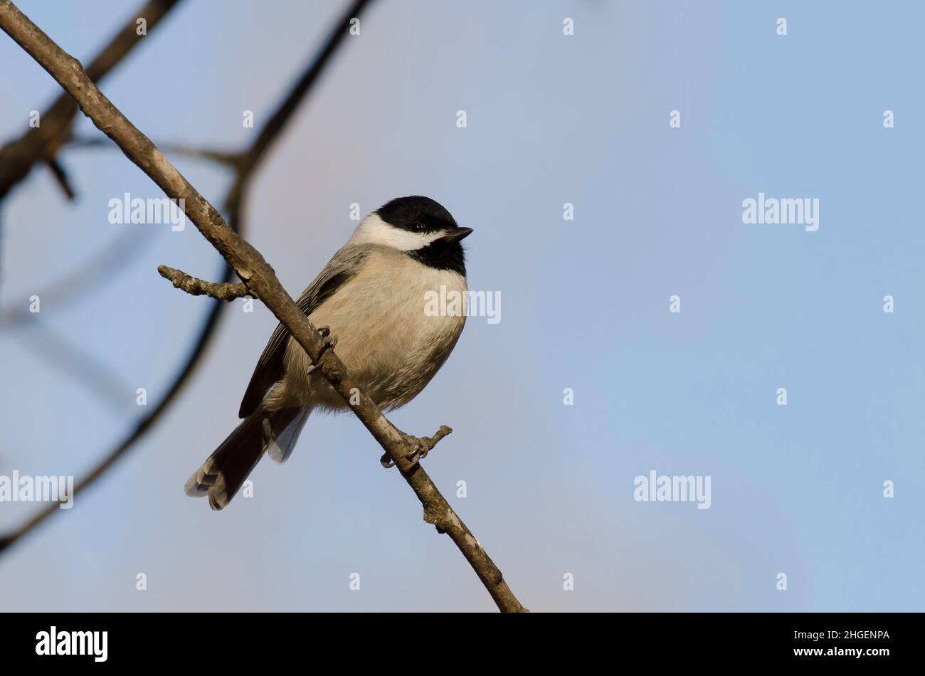 Poecile carolinensis hi-res stock photography and images - Alamy