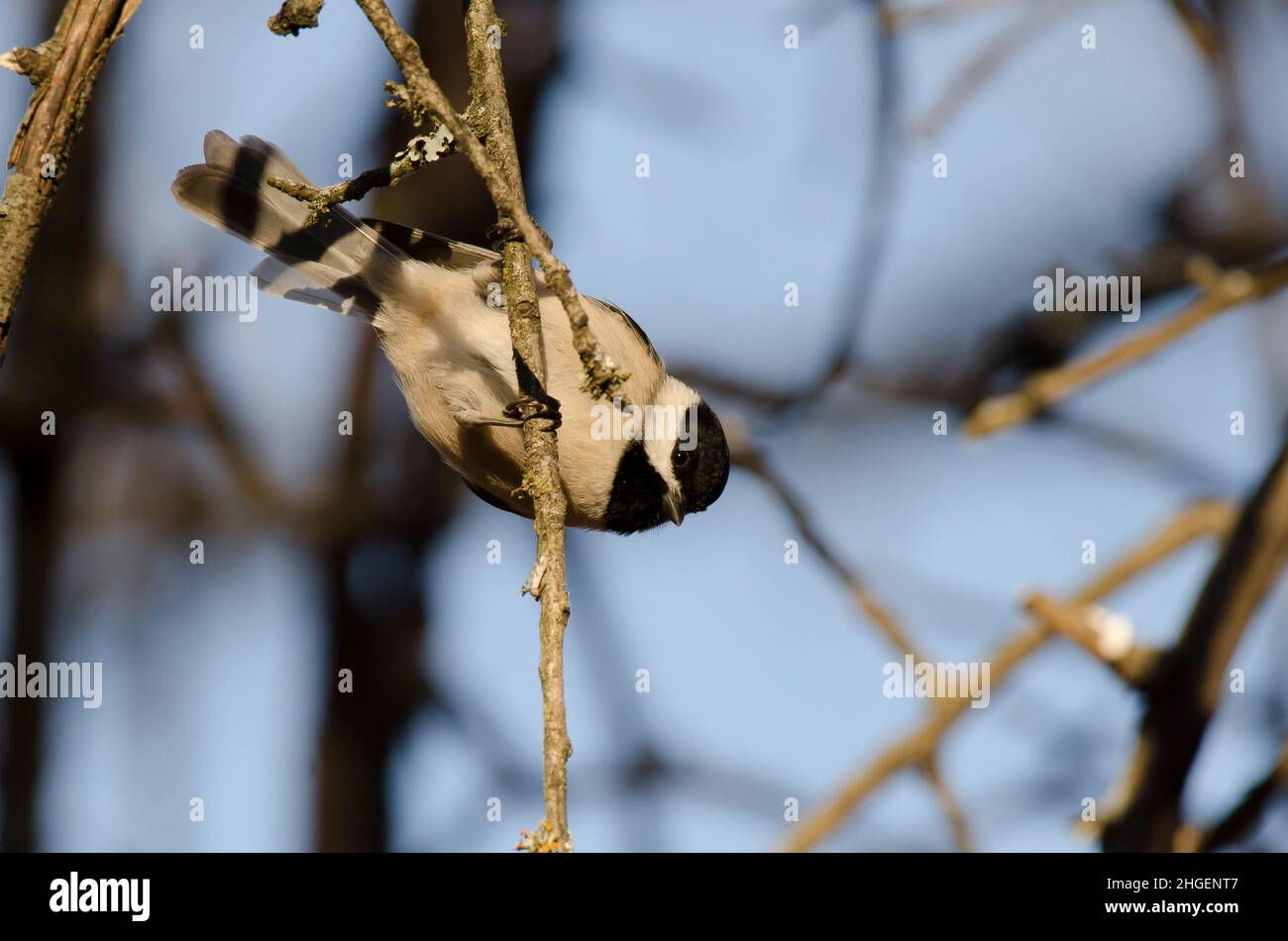 Cross timbers oklahoma hi-res stock photography and images - Alamy