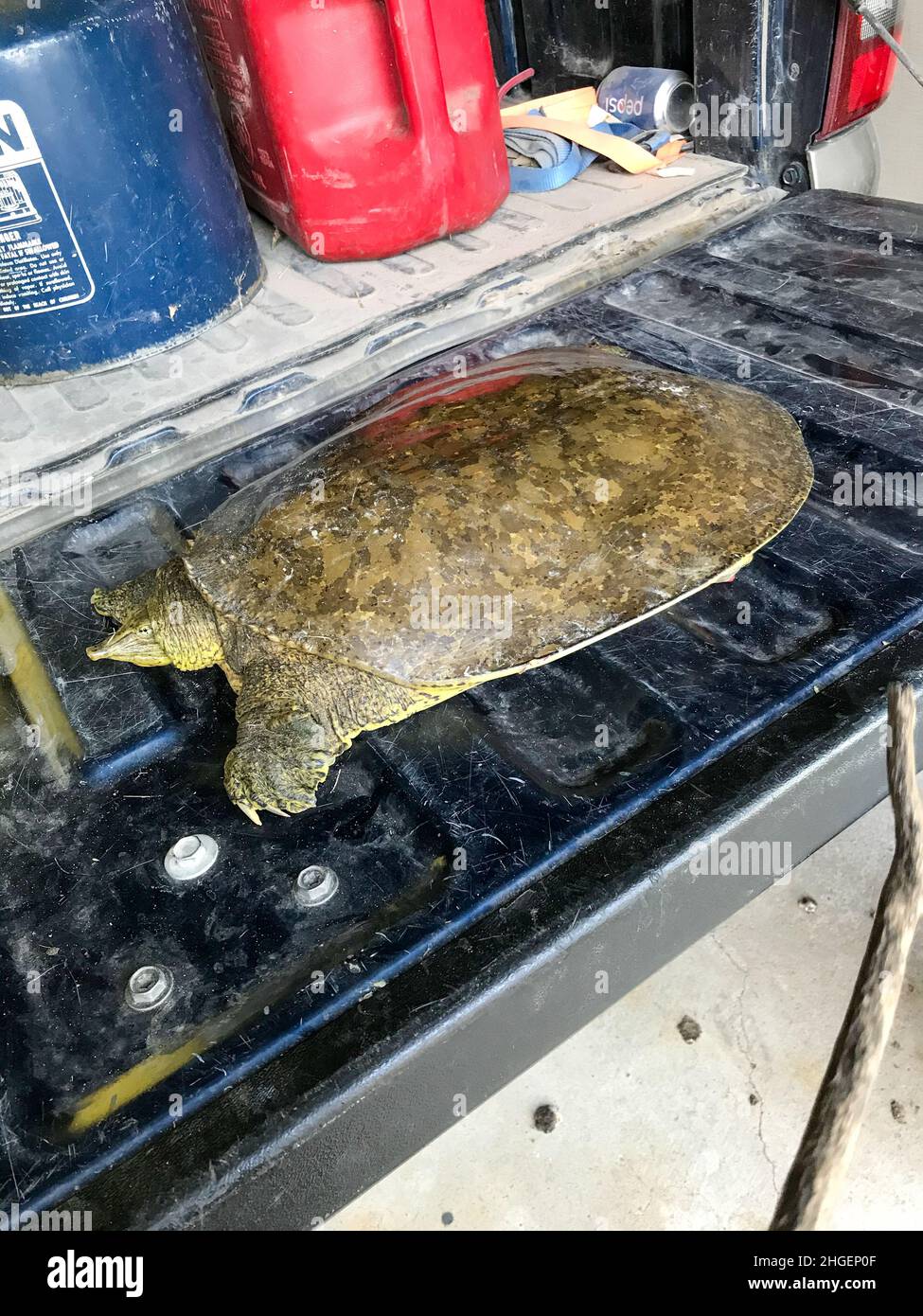 Midland smooth soft shell turtle hi-res stock photography and images ...