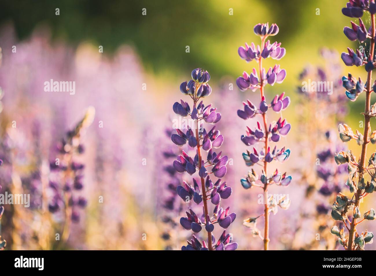 Bush Of Wild Flowers Lupine In Summer Field Meadow At Sunset Sunrise ...