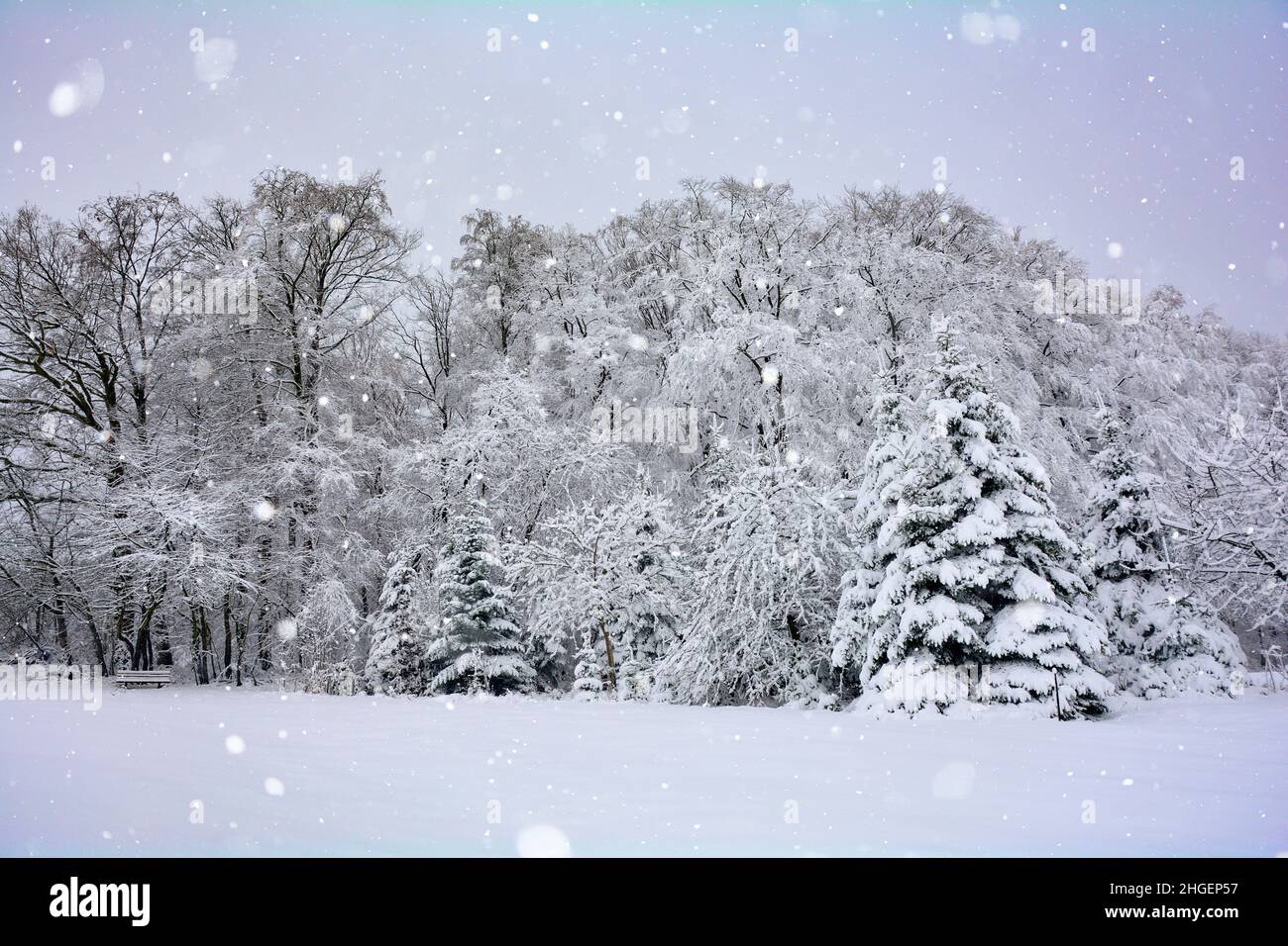 Trees in the forest, winter with snow and snowfall Stock Photo - Alamy
