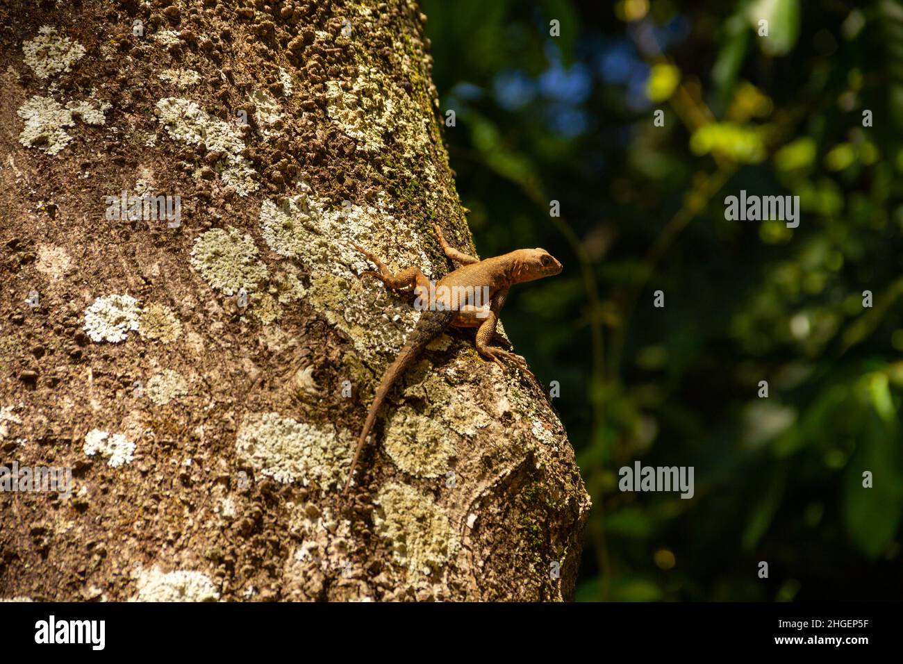 Goiânia, Goias, Brazil – January 20, 2022: A lizard on the dry trunk of ...
