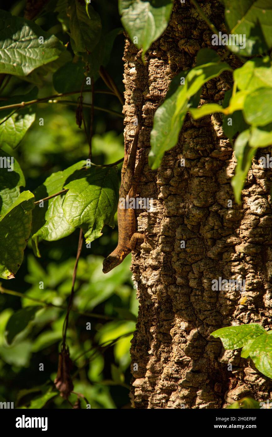 Goiânia, Goias, Brazil – January 20, 2022: A lizard on the dry trunk of ...