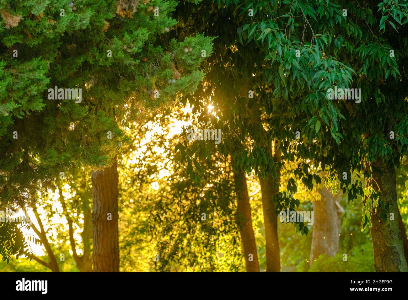 Sun rays break through trees hi-res stock photography and images - Alamy