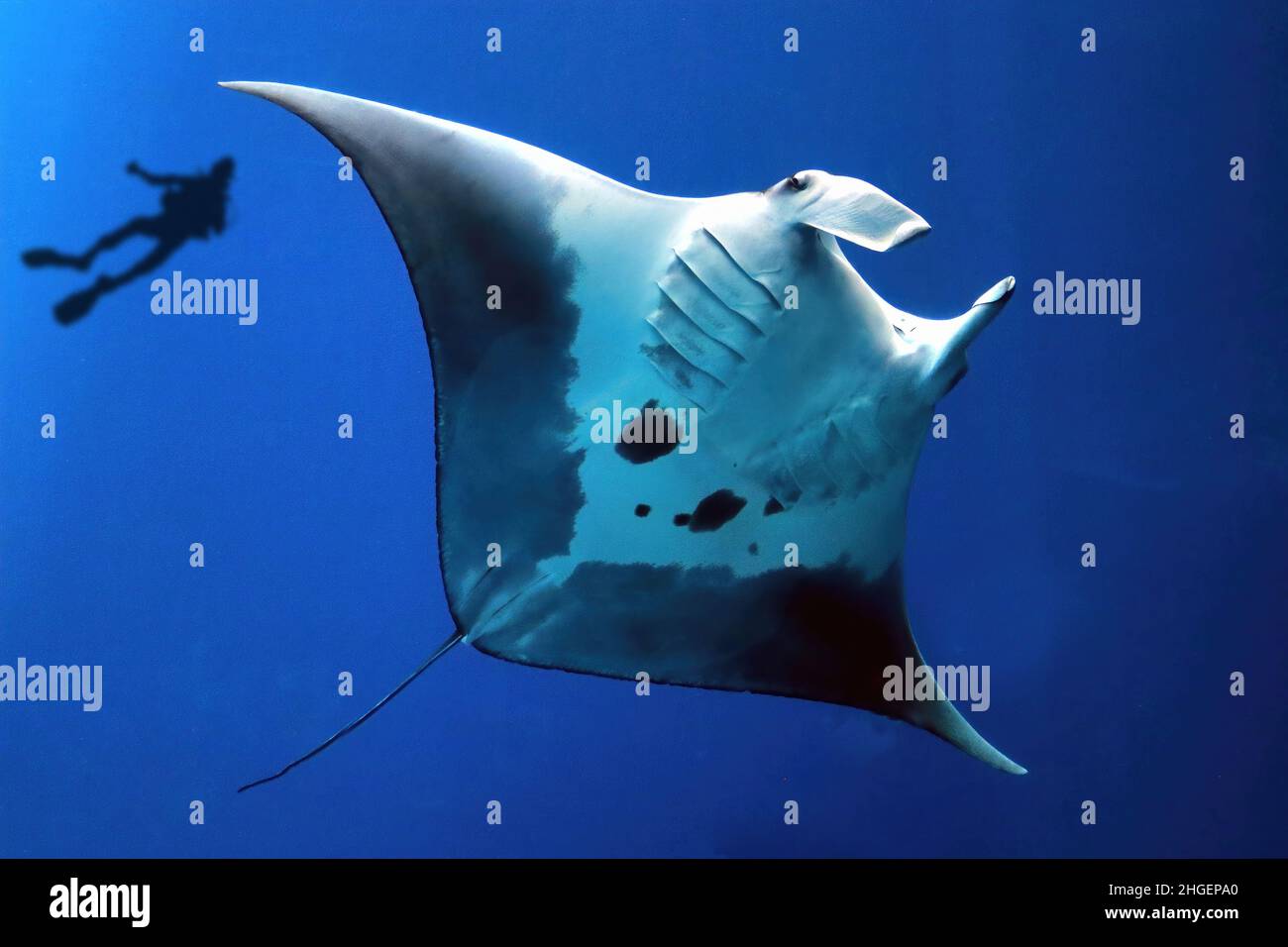 Diver with giant pacific manta hi-res stock photography and images - Alamy