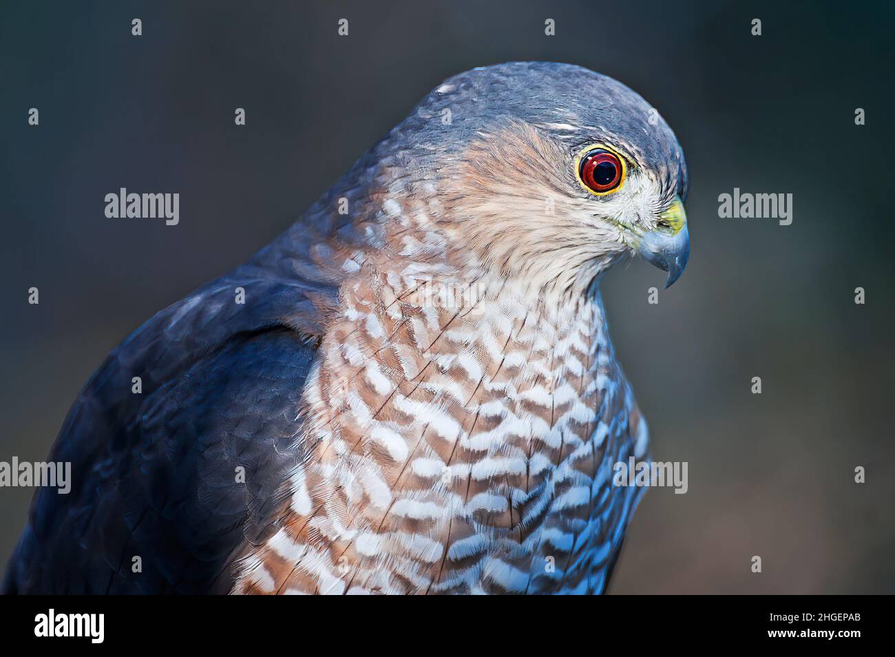 Cooper's hawk close-up Stock Photo - Alamy