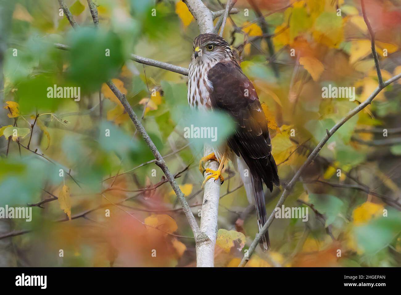 Cooper's hawk concealed in autumn woods Stock Photo - Alamy
