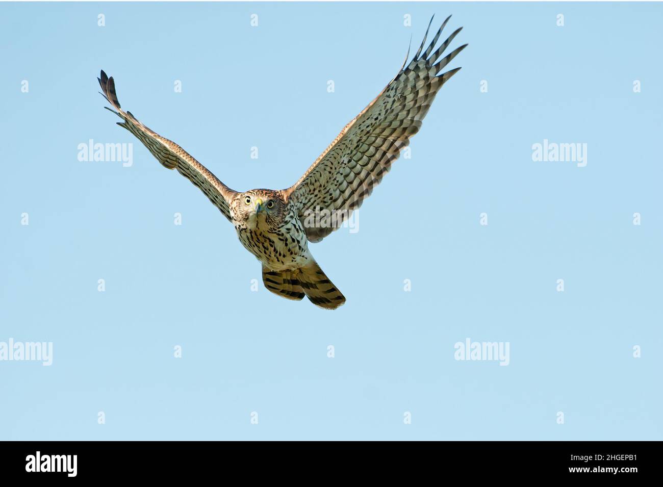 Cooper's hawk flight Stock Photo - Alamy