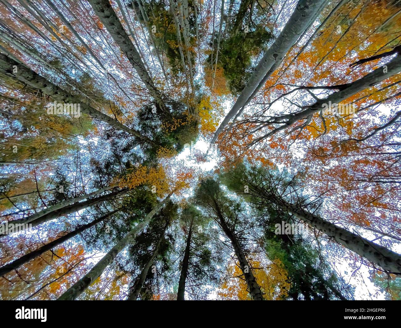 Down upper view of autumn foliage forest trees Stock Photo - Alamy