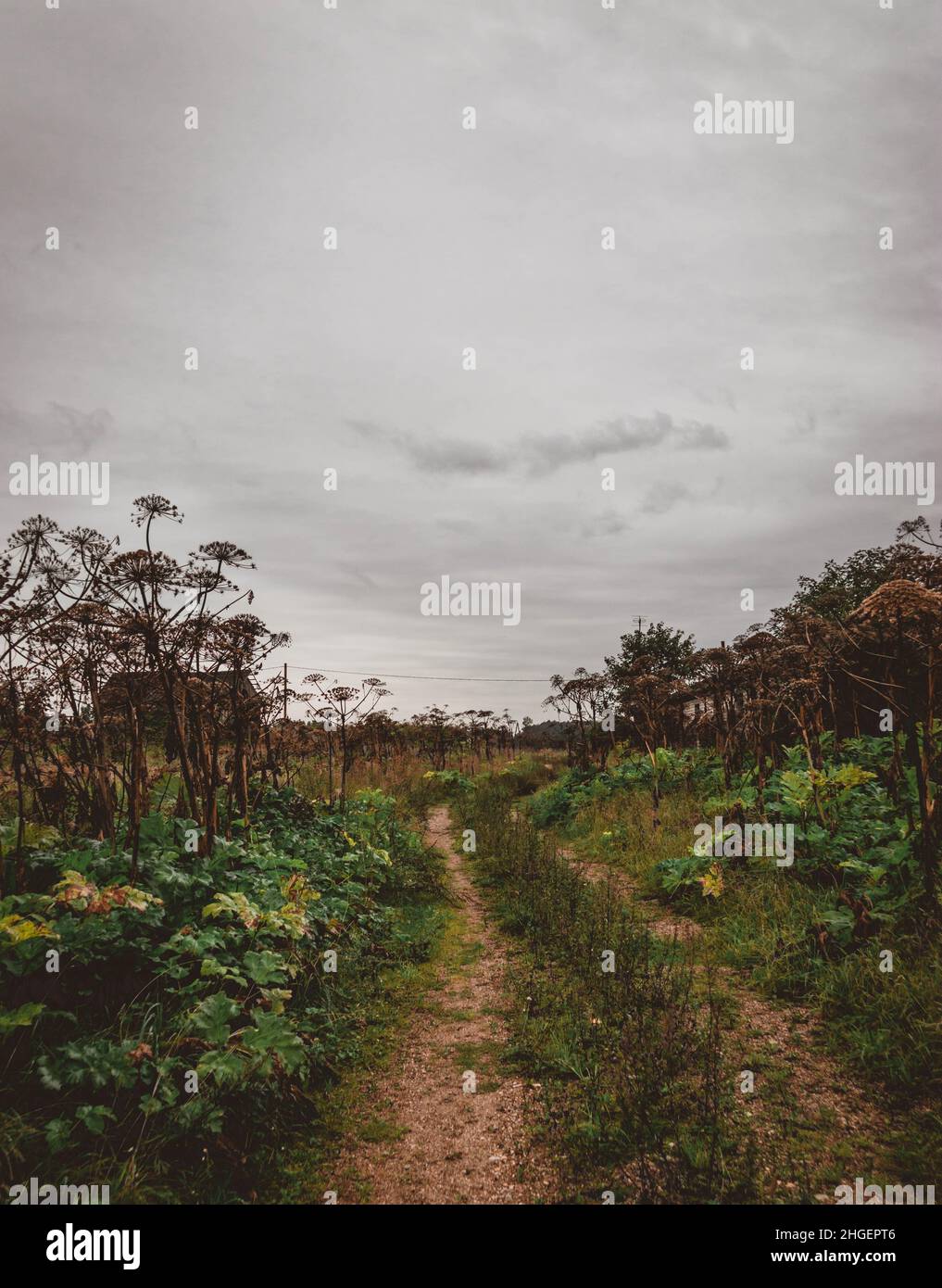 Invasive art hi-res stock photography and images - Alamy