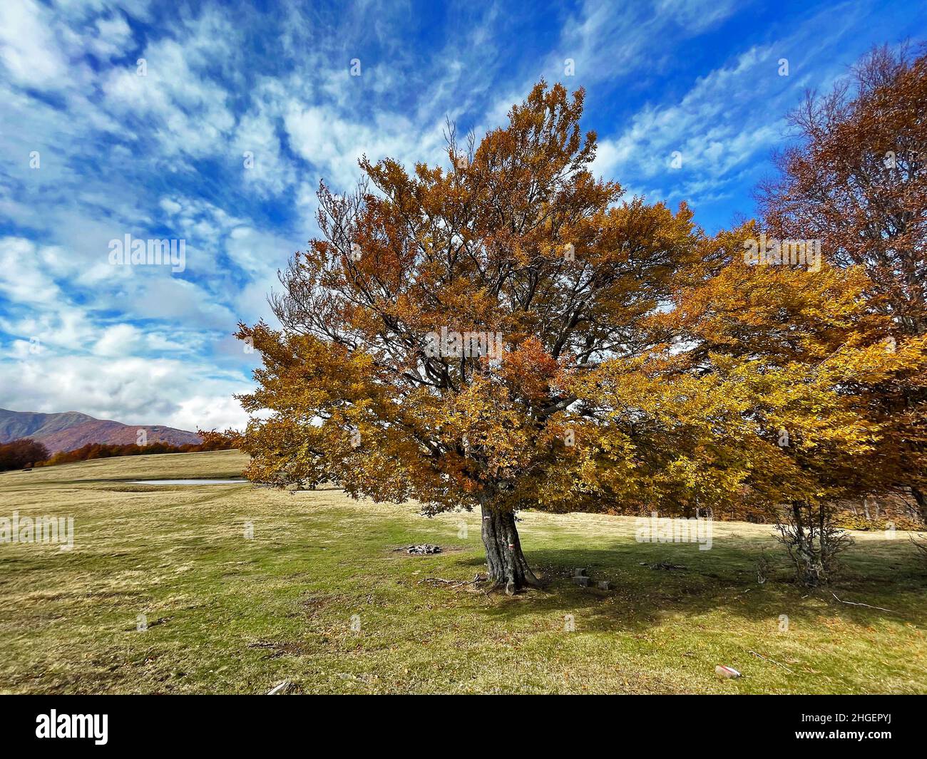 Solitary oak tree hi-res stock photography and images - Alamy
