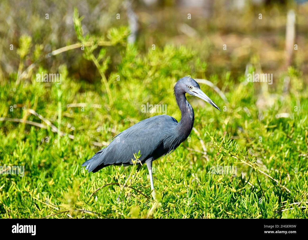 Little blue heron (Egretta caerulea) wading in the mangrove in San ...
