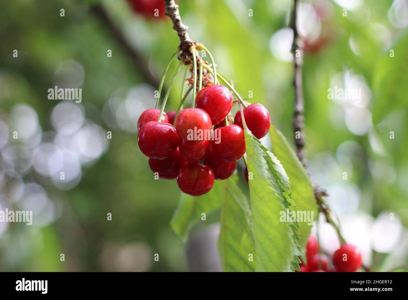 Pohon cherry hi-res stock photography and images - Alamy