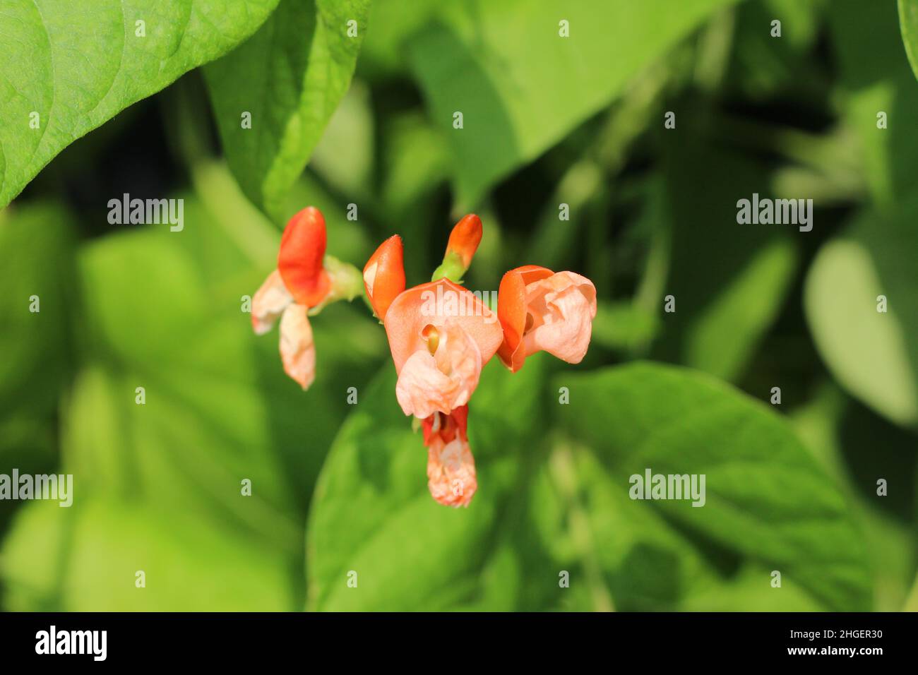 Close up orange flower. Phaseolus coccineus. Feuerbohne. scarlet runner ...