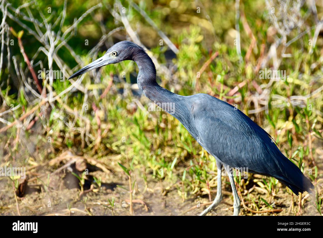 Little blue heron (Egretta caerulea), in profile, looking for food and ...