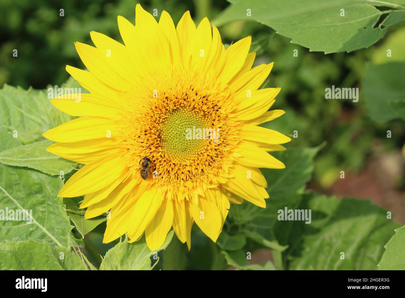 Jenis bunga matahari hi-res stock photography and images - Alamy