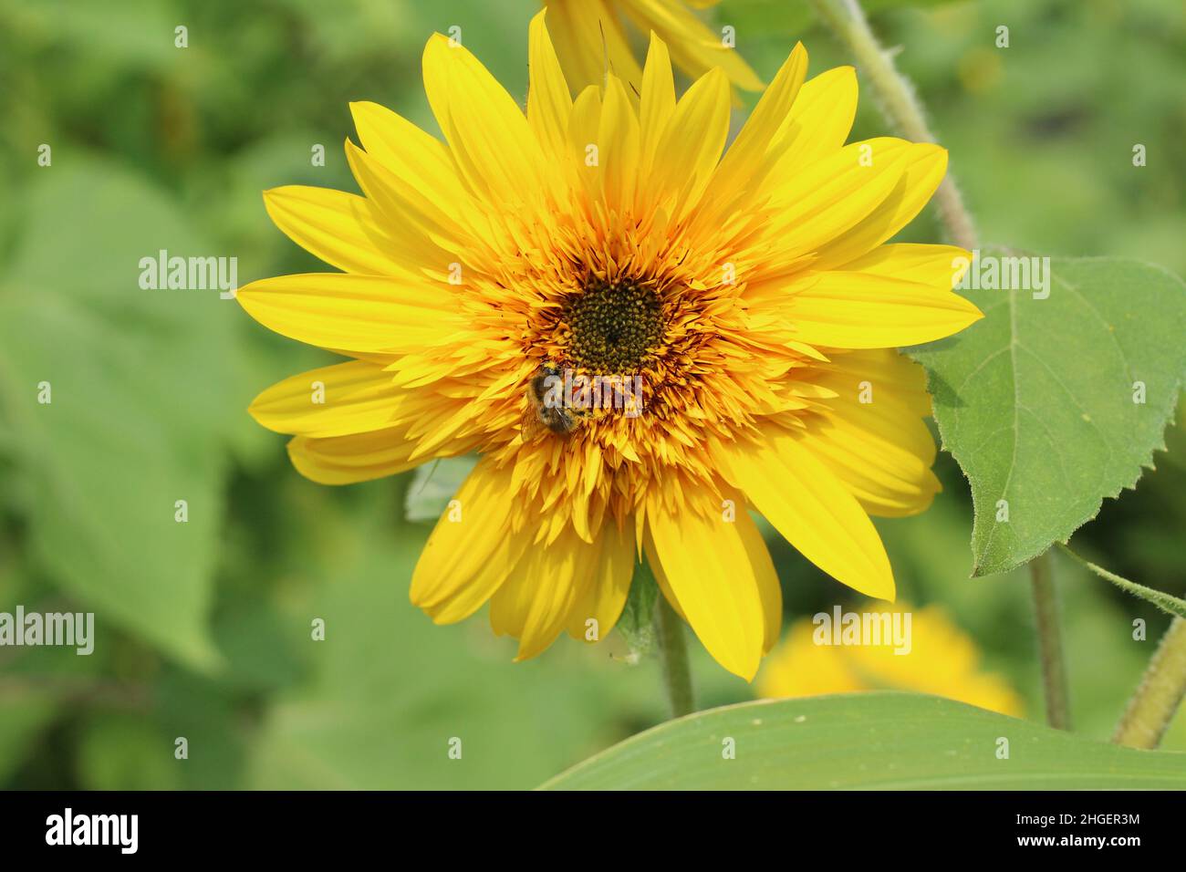 Kebun bunga hi-res stock photography and images - Alamy